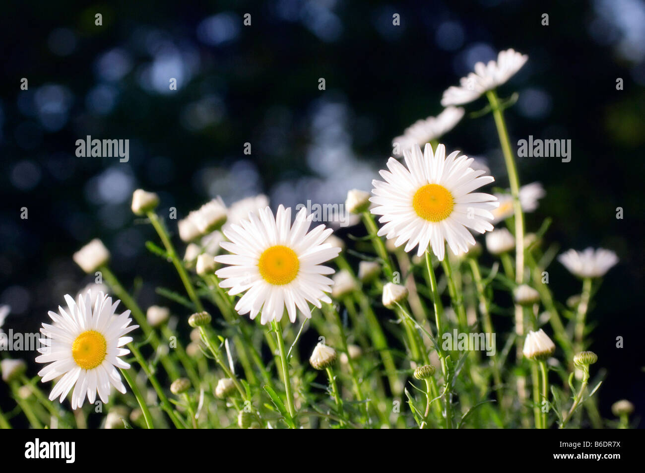 Leucanthemum snow lady hi-res stock photography and images - Alamy