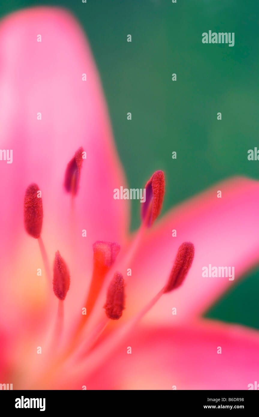 Lilium sp. asiatic lily flower, close up Stock Photo - Alamy