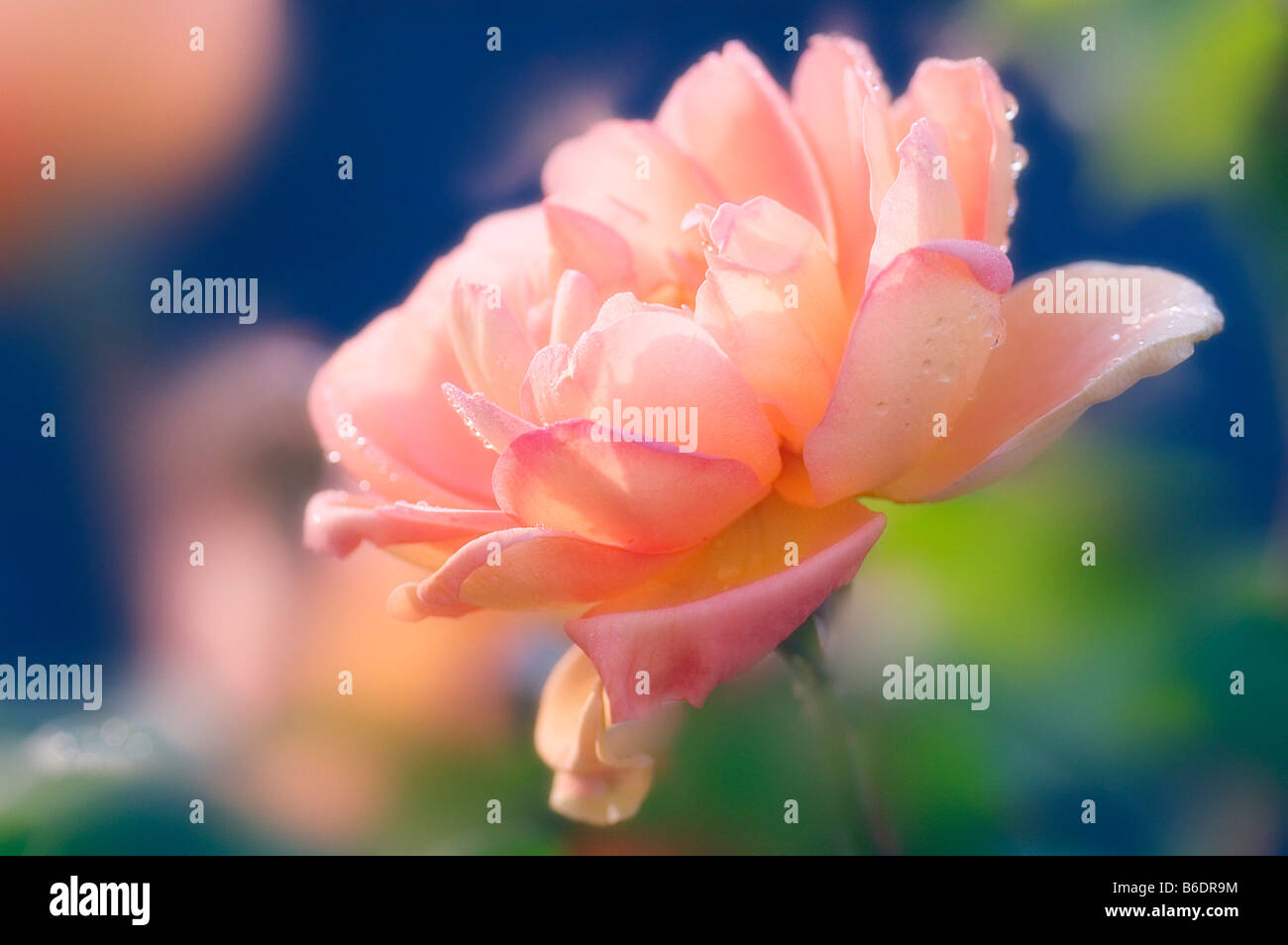 Tea rose flower, close up Stock Photo - Alamy