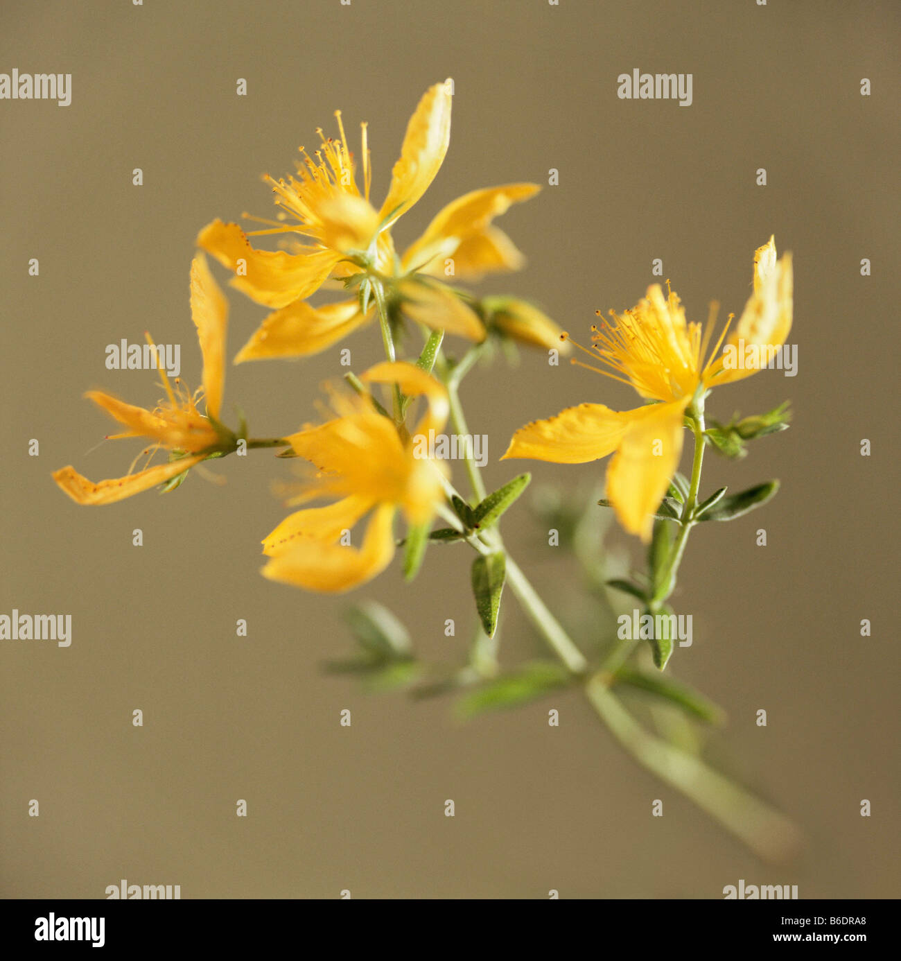 Hypericum sp., plant is used in herbal medicine in treatment of bladder ...