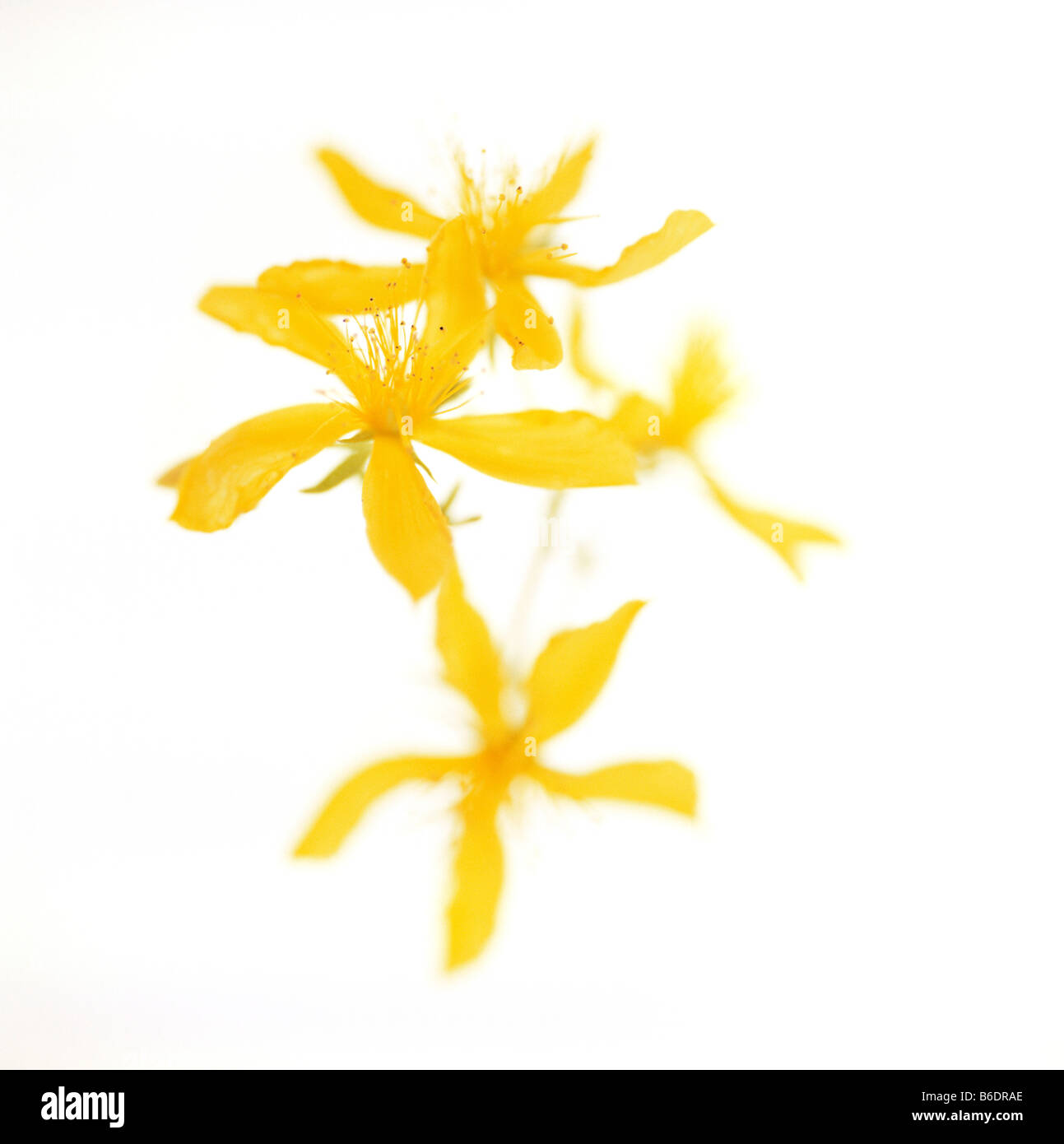 Hypericum sp., plant is used in herbal medicine in treatment of bladder ...