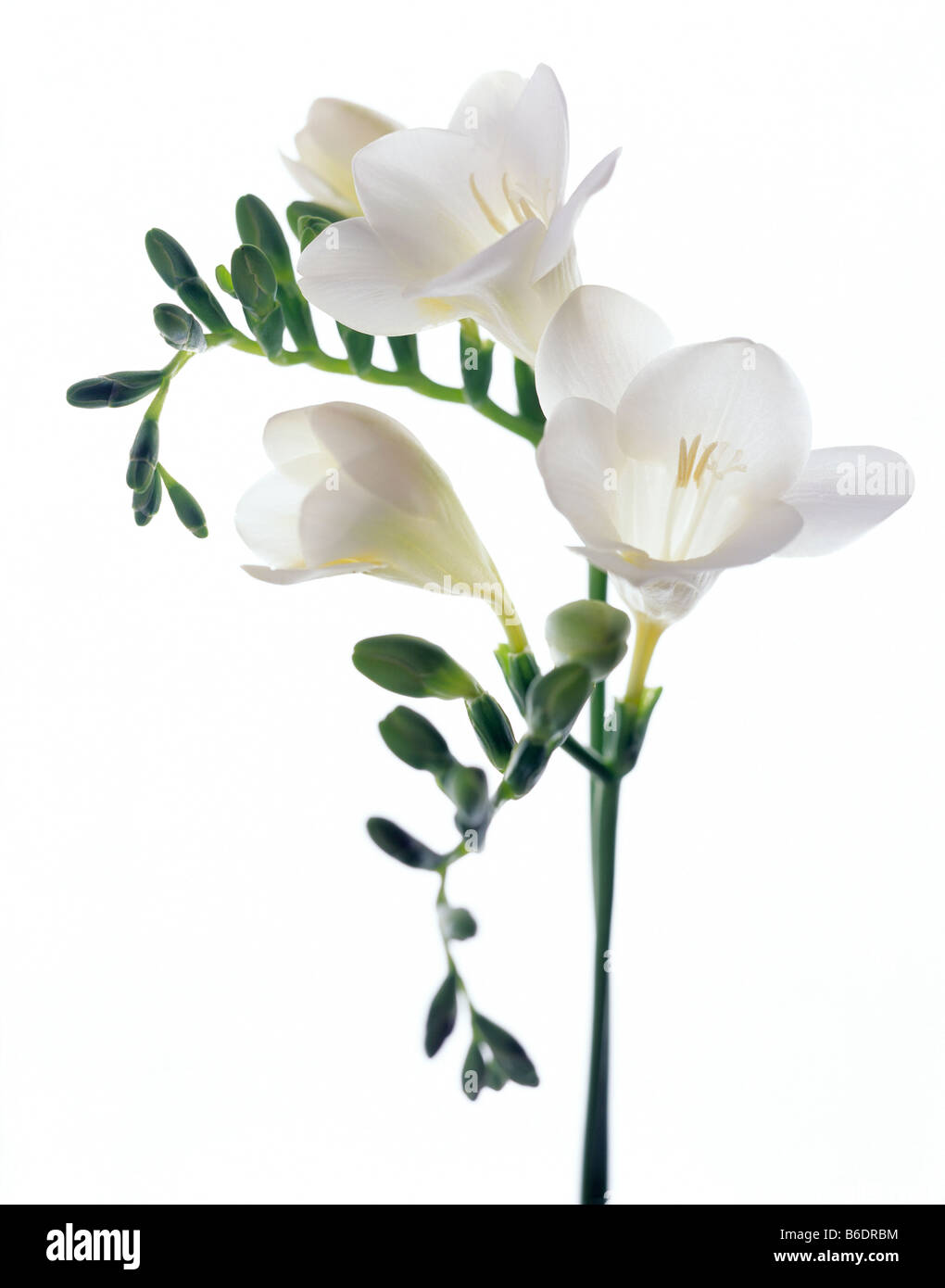 Freesia sp hi-res stock photography and images - Alamy