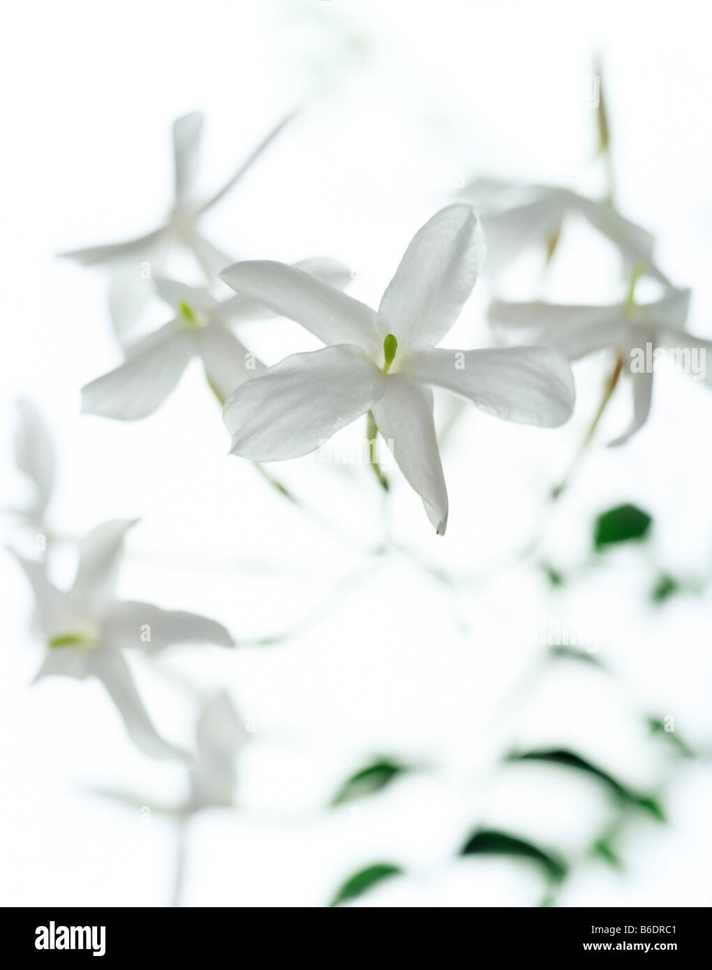 Jasmine flowers (family Oleaceae Stock Photo - Alamy