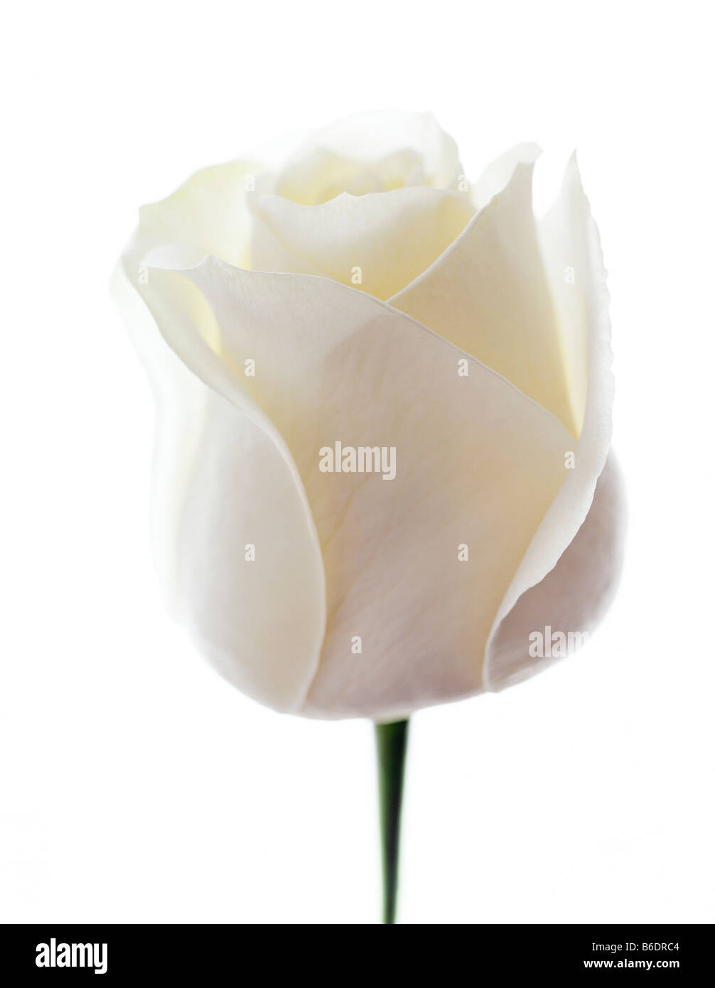 White rose (Rosa sp Stock Photo - Alamy