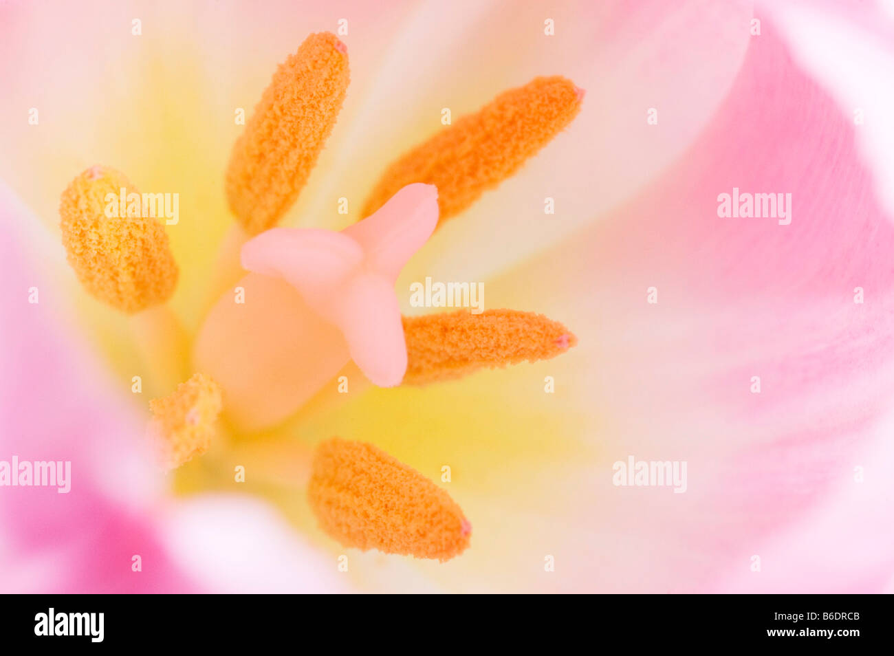 Tulip. Reproductive structures of a tulip flower. A stamen consists of ...