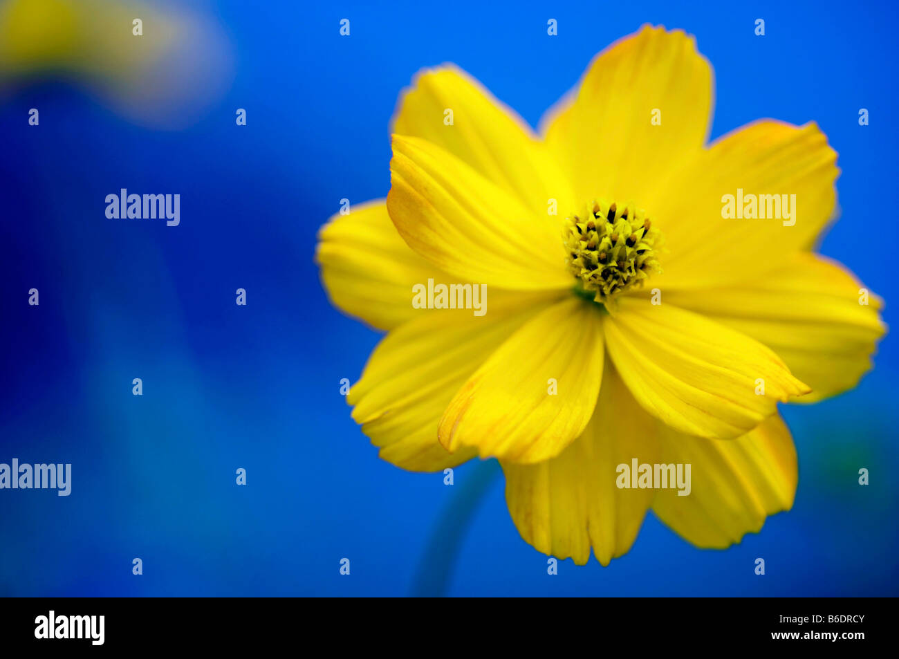 Yellow cosmos flower (Cosmos sulphureus).Photographed in July Stock ...