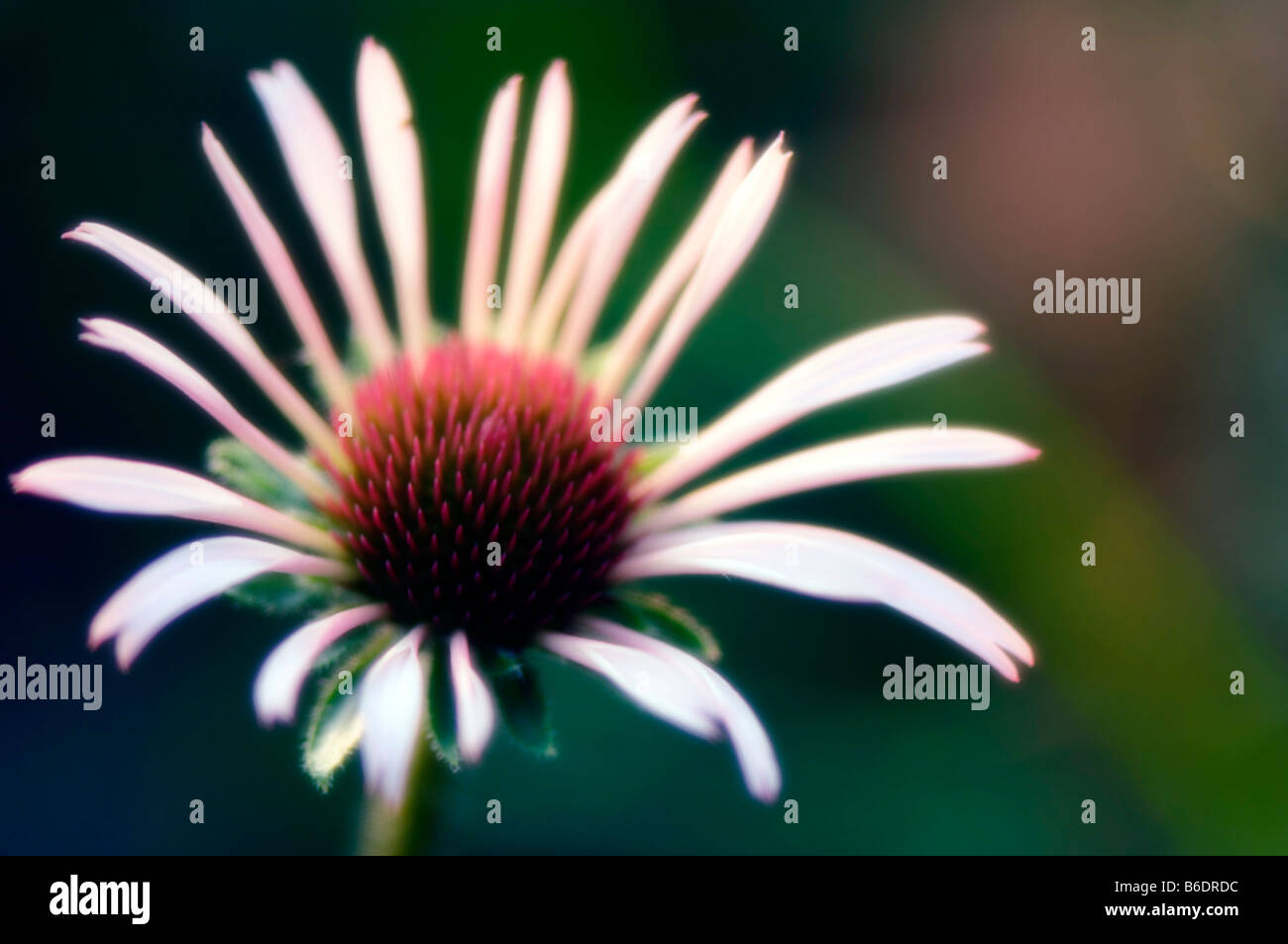 Purple coneflower (Echinacea purpurea). This plantis native to eastern ...