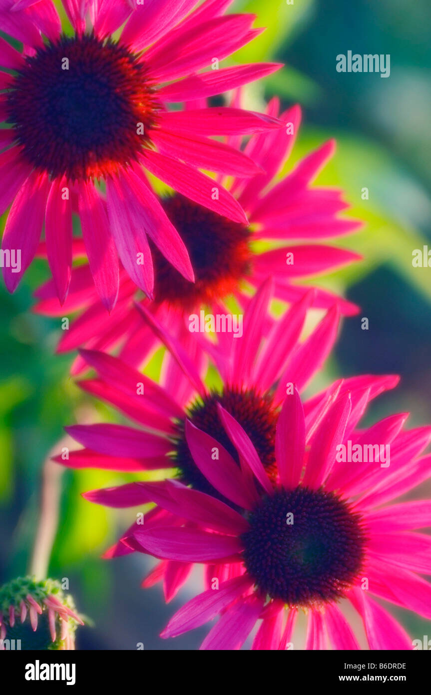 Purple coneflower, Echinacea purpurea. This plantis native to eastern ...