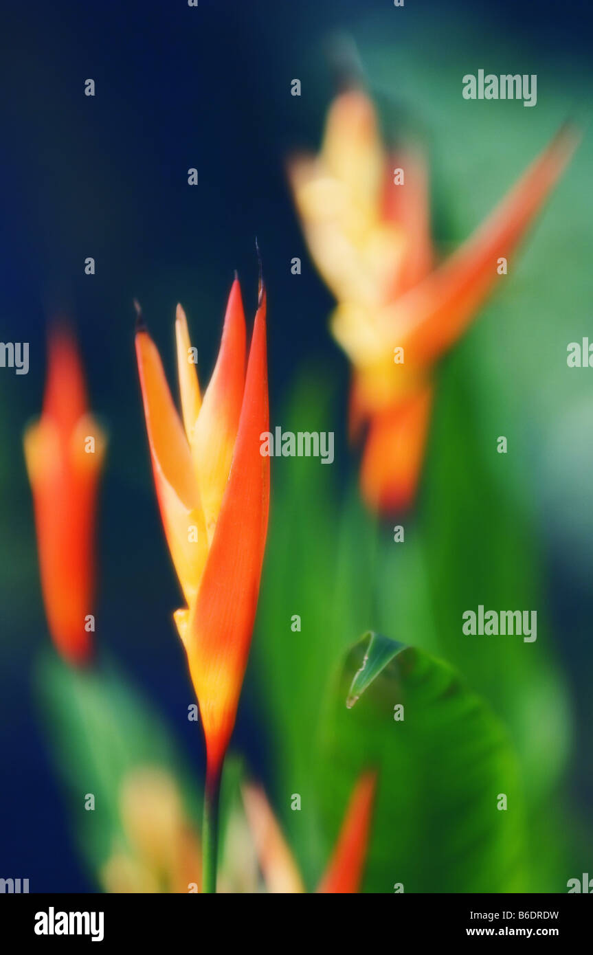 False bird-of-paradise flower. Heliconia. Photographed in November ...