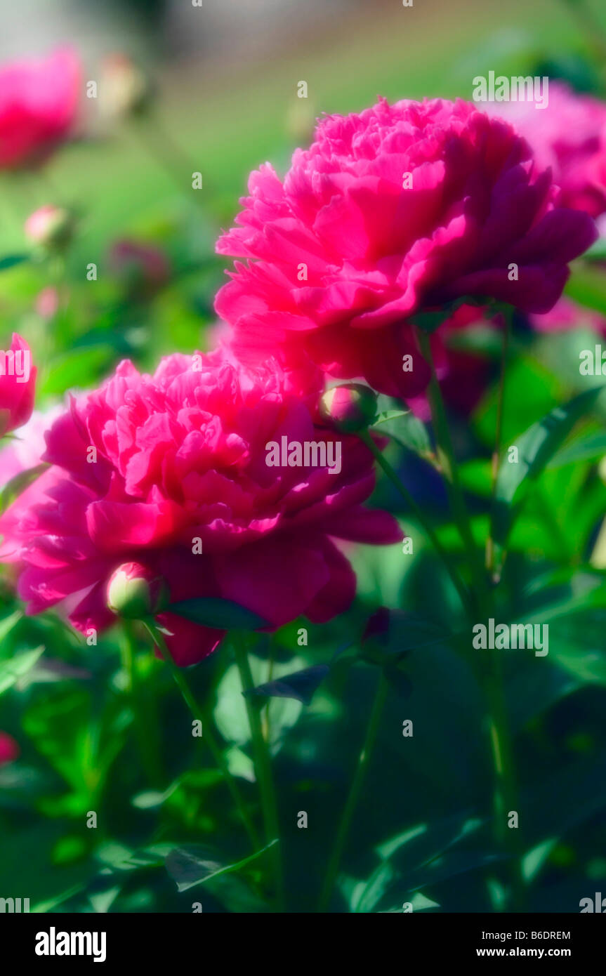 Peony (Paeonia lactiflora). Photographed in May Stock Photo - Alamy