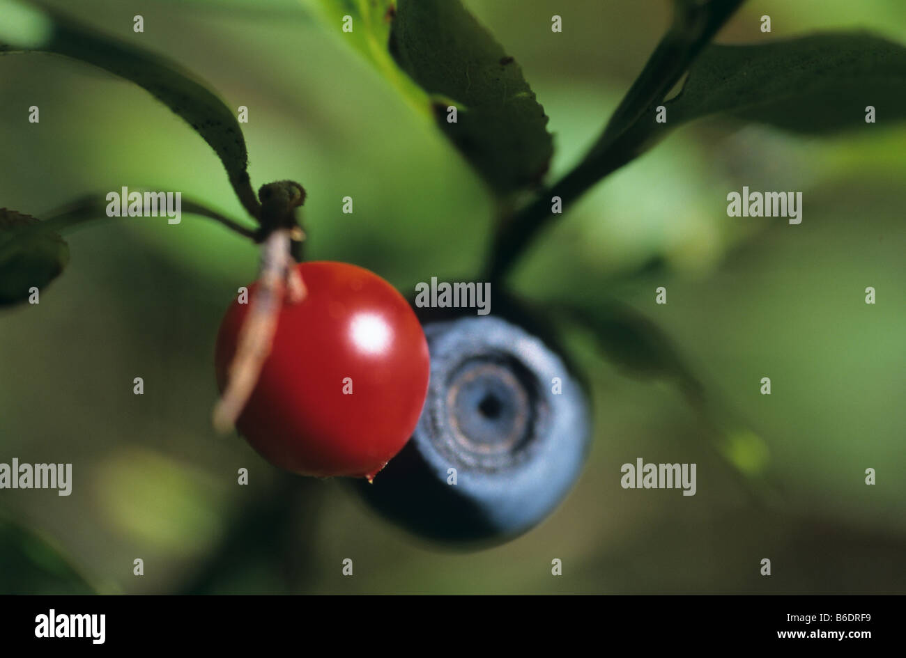 Partridge berry hi-res stock photography and images - Alamy