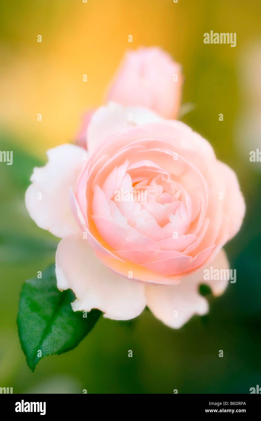 Rose flowers. Rosa. Photographed in August Stock Photo - Alamy