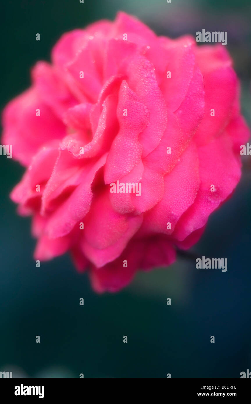 Rose. Photographed in September Stock Photo - Alamy