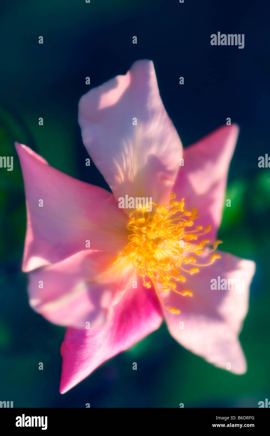 Rose. Photographed in October Stock Photo - Alamy