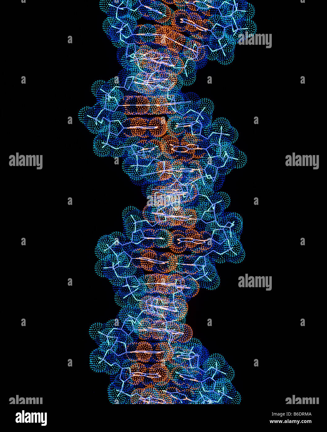 DNA molecule. Computer artwork of part of a strand of beta DNA ...