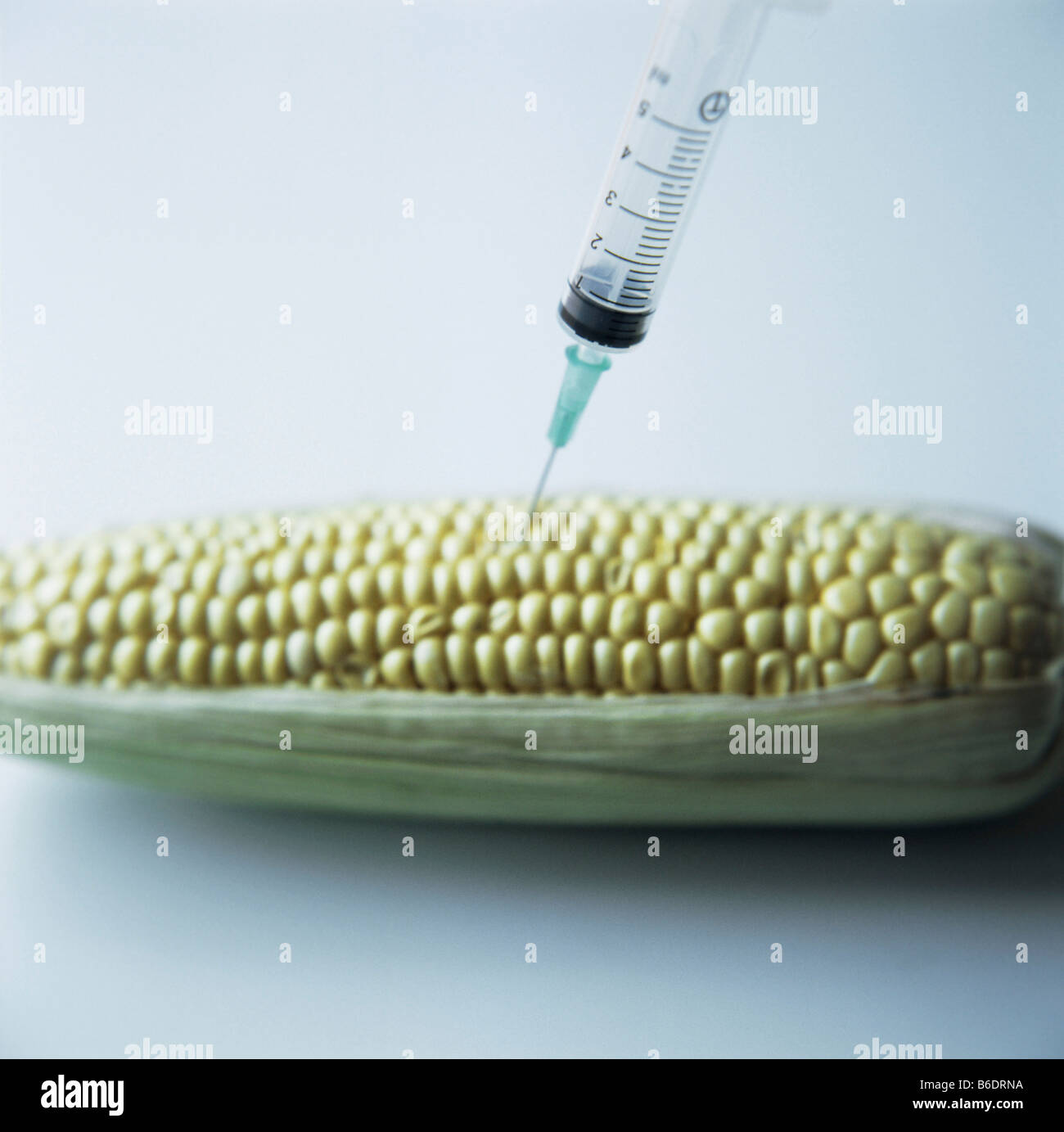 Genetically engineered maize. This is an abstract depiction of genetic ...