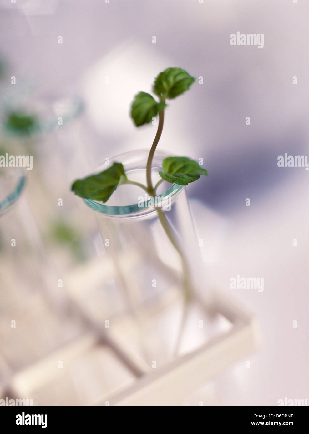Plant biotechnology. Conceptual image of a plant seedling in a test ...
