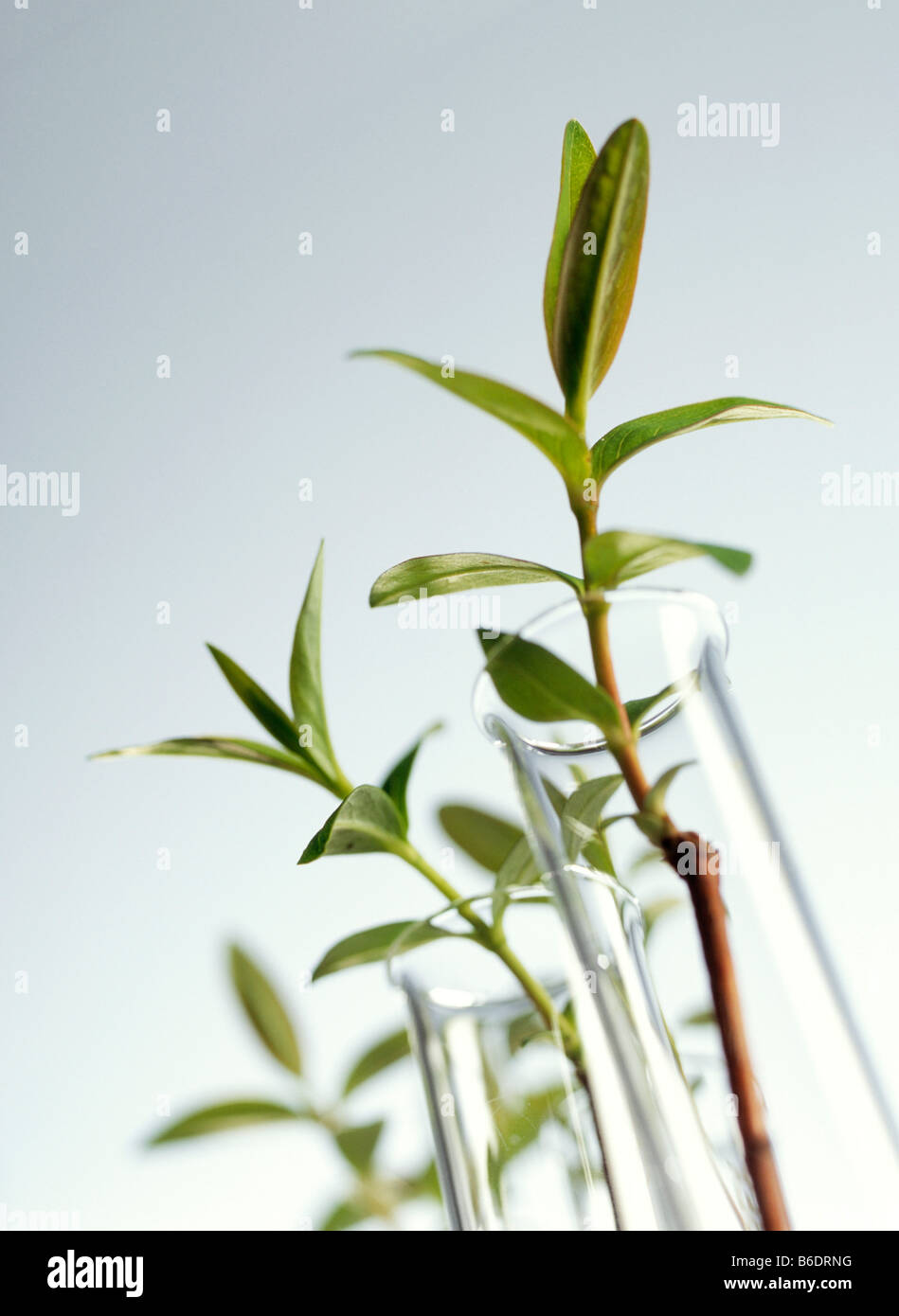Plant biotechnology. Conceptual image of plants in test tubes Stock ...
