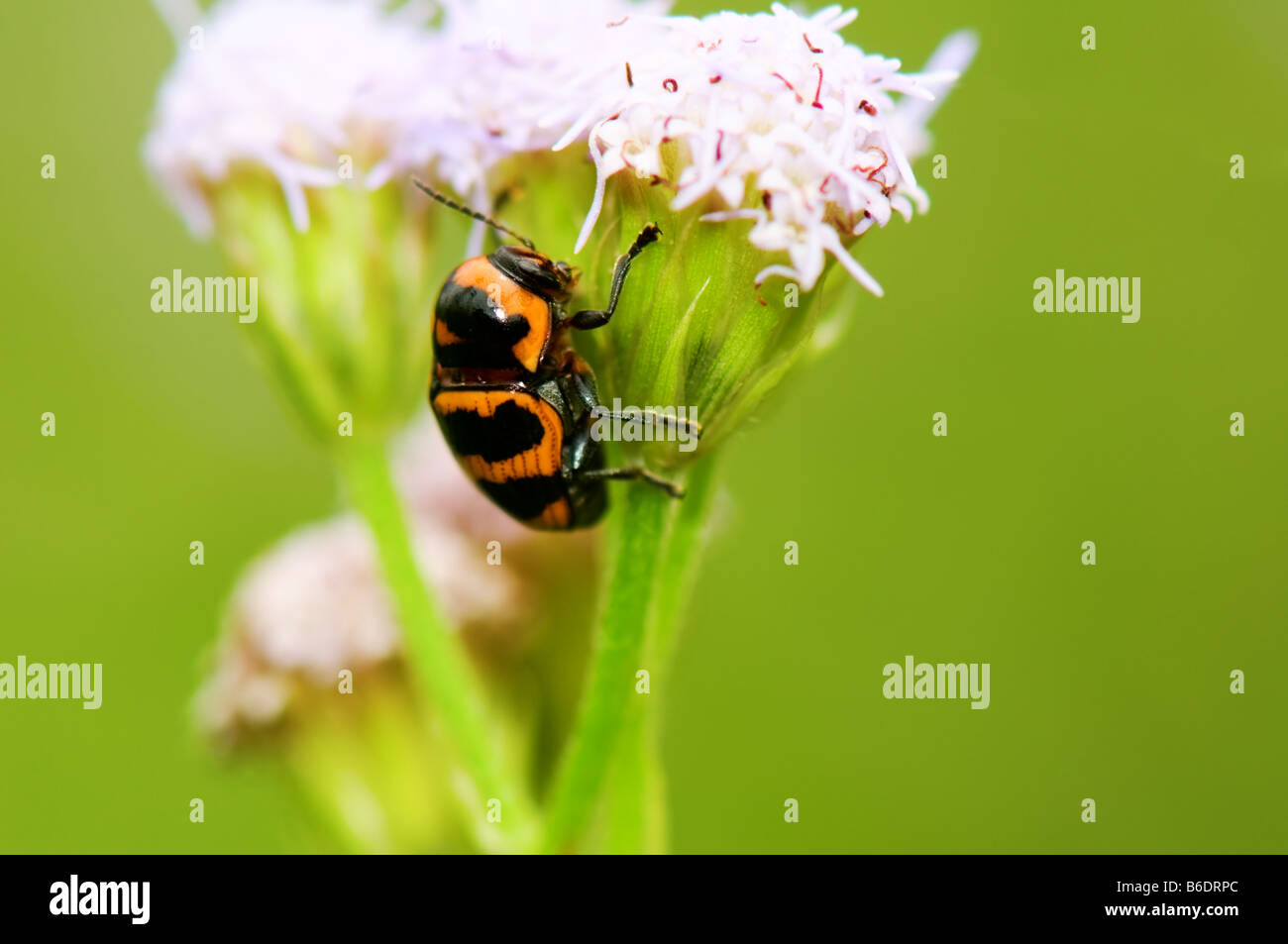 A ladybird climbing purple flowers Stock Photo - Alamy