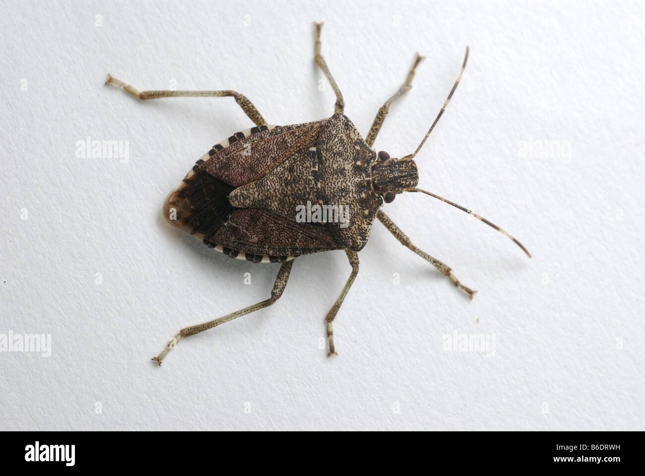 Brown Marmorated Stink Bug on white background Stock Photo - Alamy