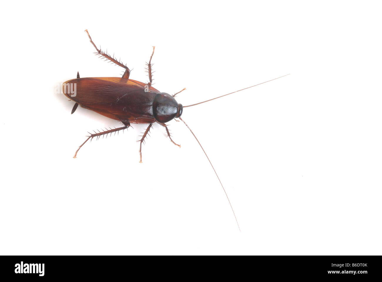 Adult male wood cockroach on white background Stock Photo - Alamy