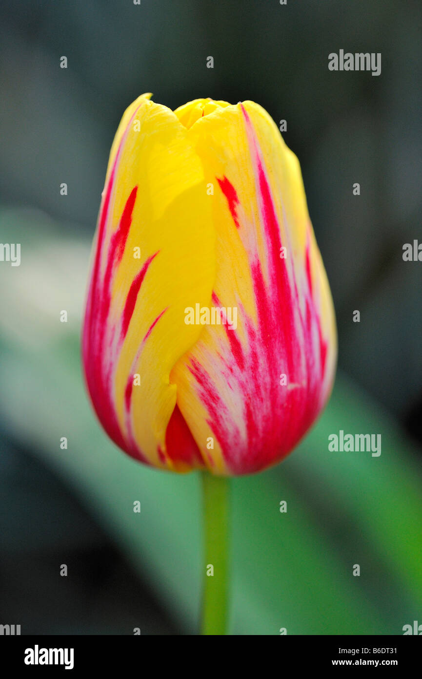 Red and yellow tulip Stock Photo - Alamy