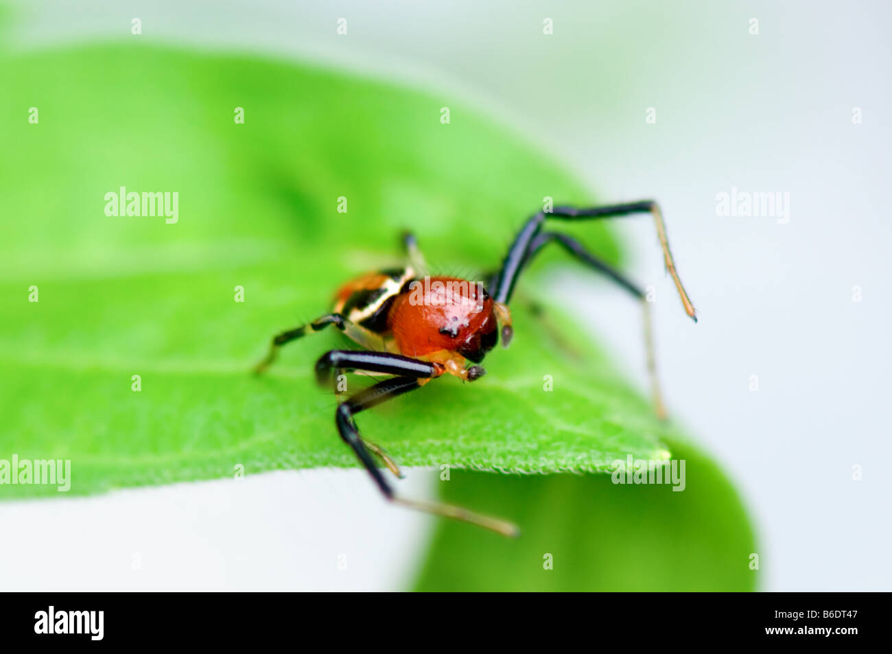 A red crab spider moving on leaf of weed Stock Photo - Alamy