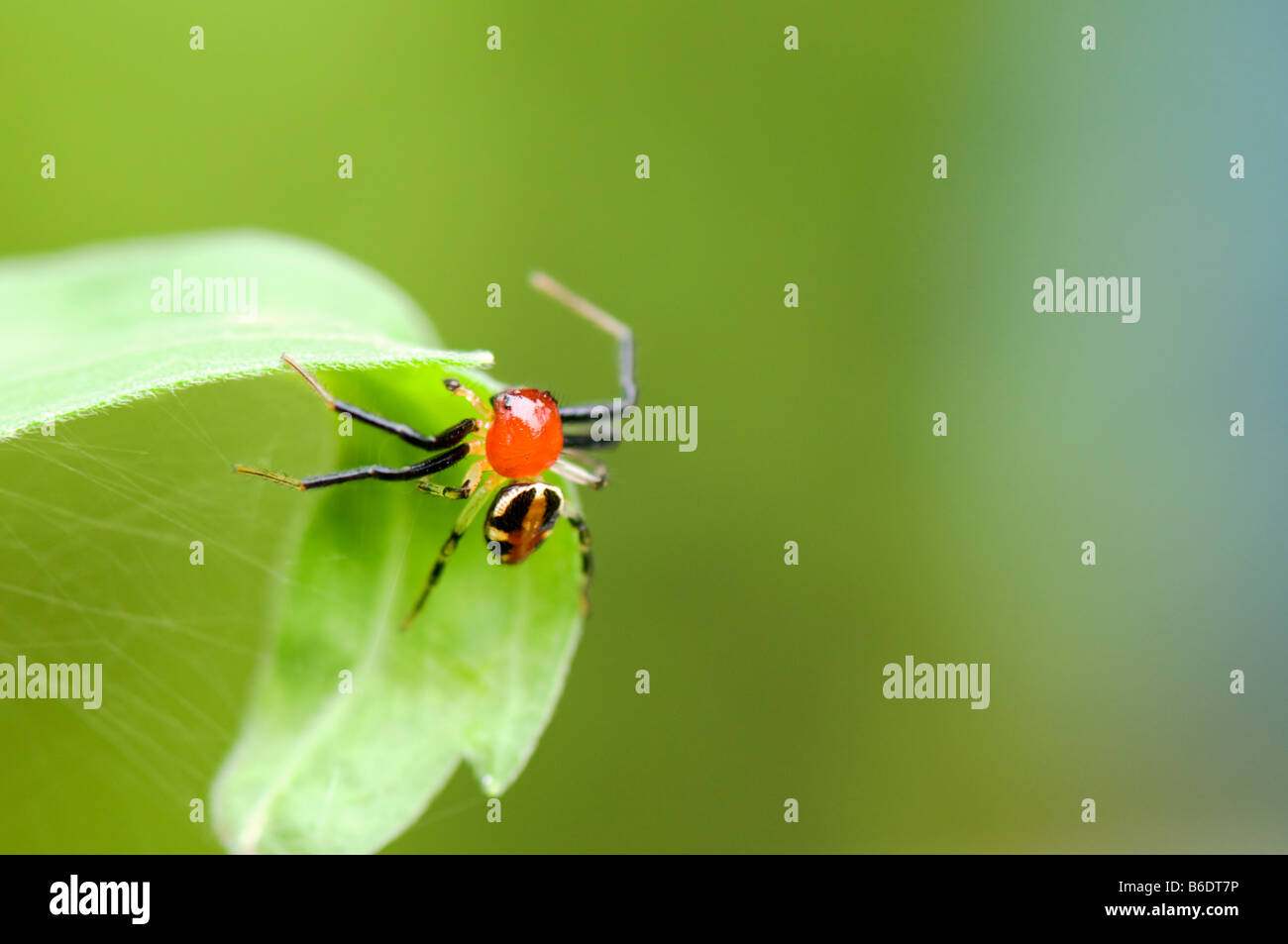 A red crab spider moving on leaf of weed Stock Photo - Alamy