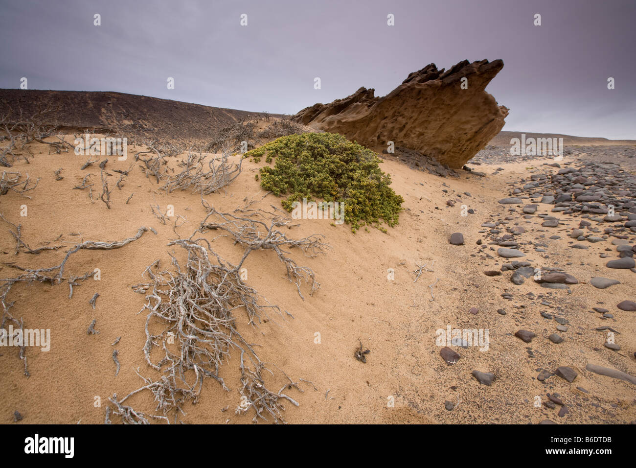 Africa Namibia Skeleton Coast Wilderness Desert vegetation clings to ...