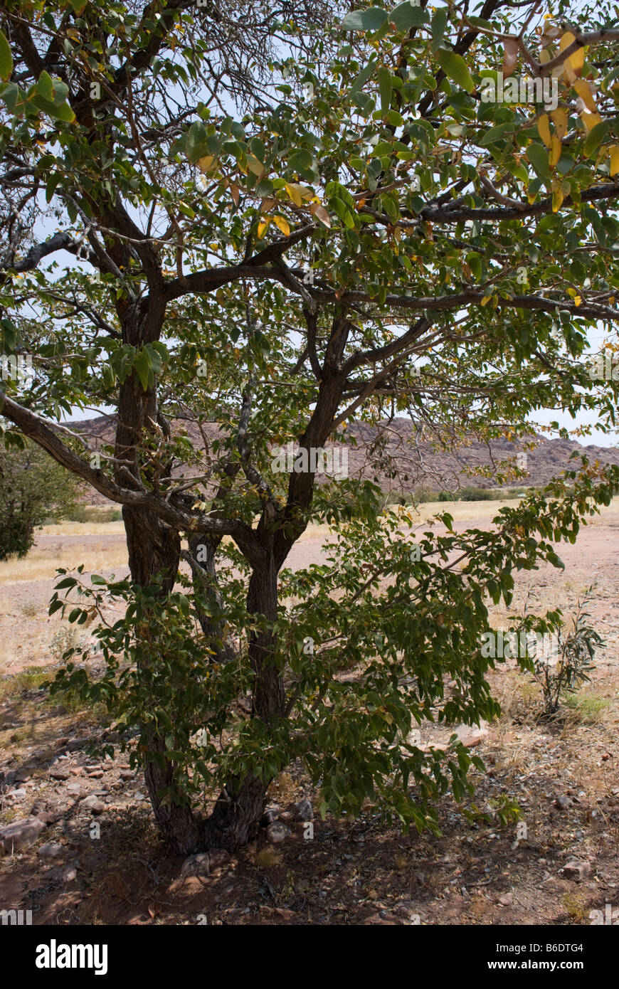 Mopane tree africa hi-res stock photography and images - Alamy