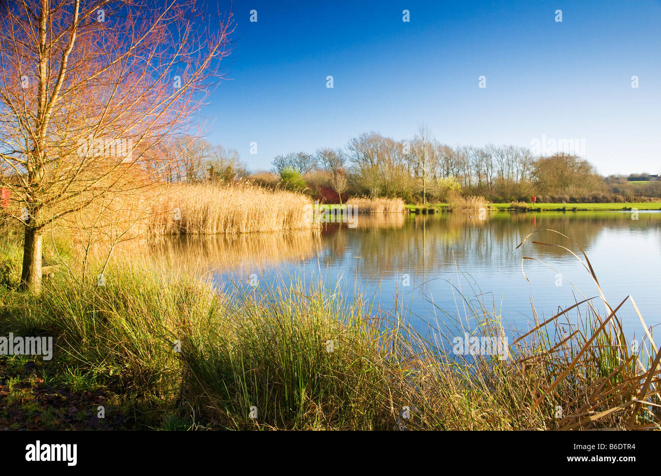 The lake at Mouldon Hill Country Park Swindon Wiltshire England UK on a ...