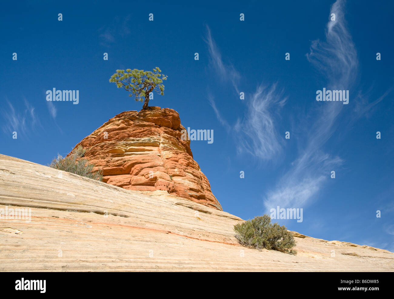 Morning light on a lone Piñon pine tree, Zion National Park Stock Photo ...