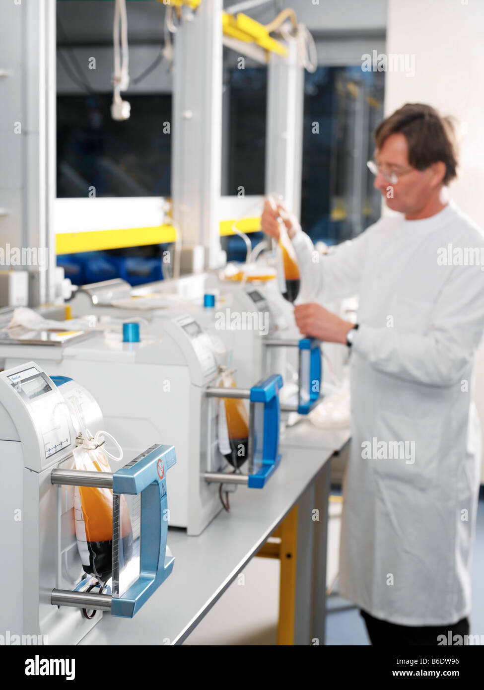 Donor blood processing. Researcher preparing bags of donor blood for ...