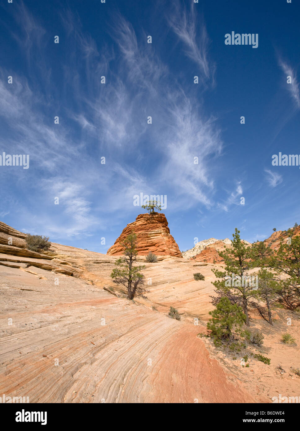 Pinon pine hi-res stock photography and images - Alamy