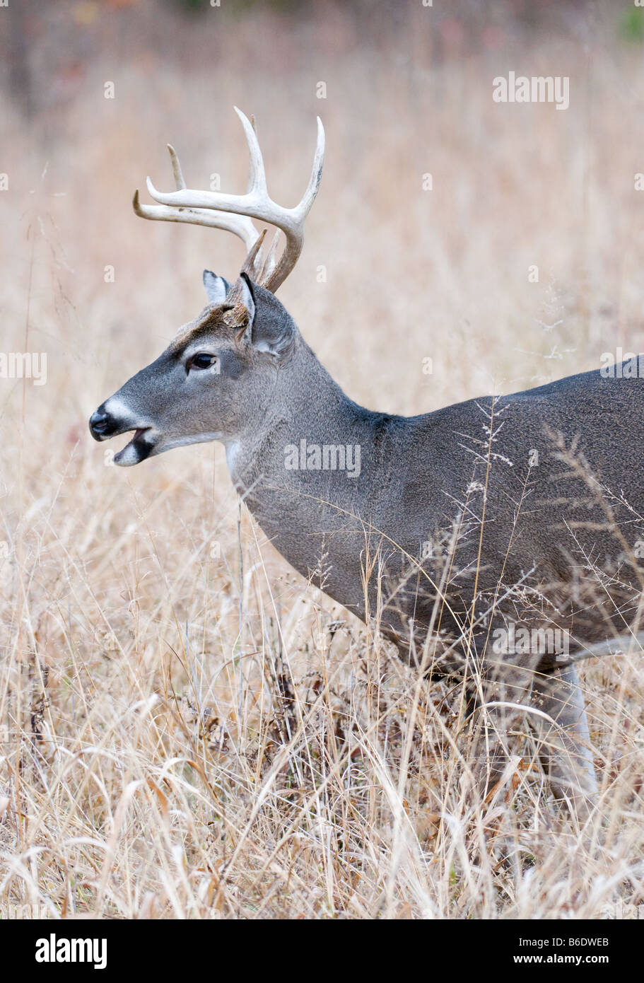 Trophy whitetail buck deer tennessee hi-res stock photography and ...