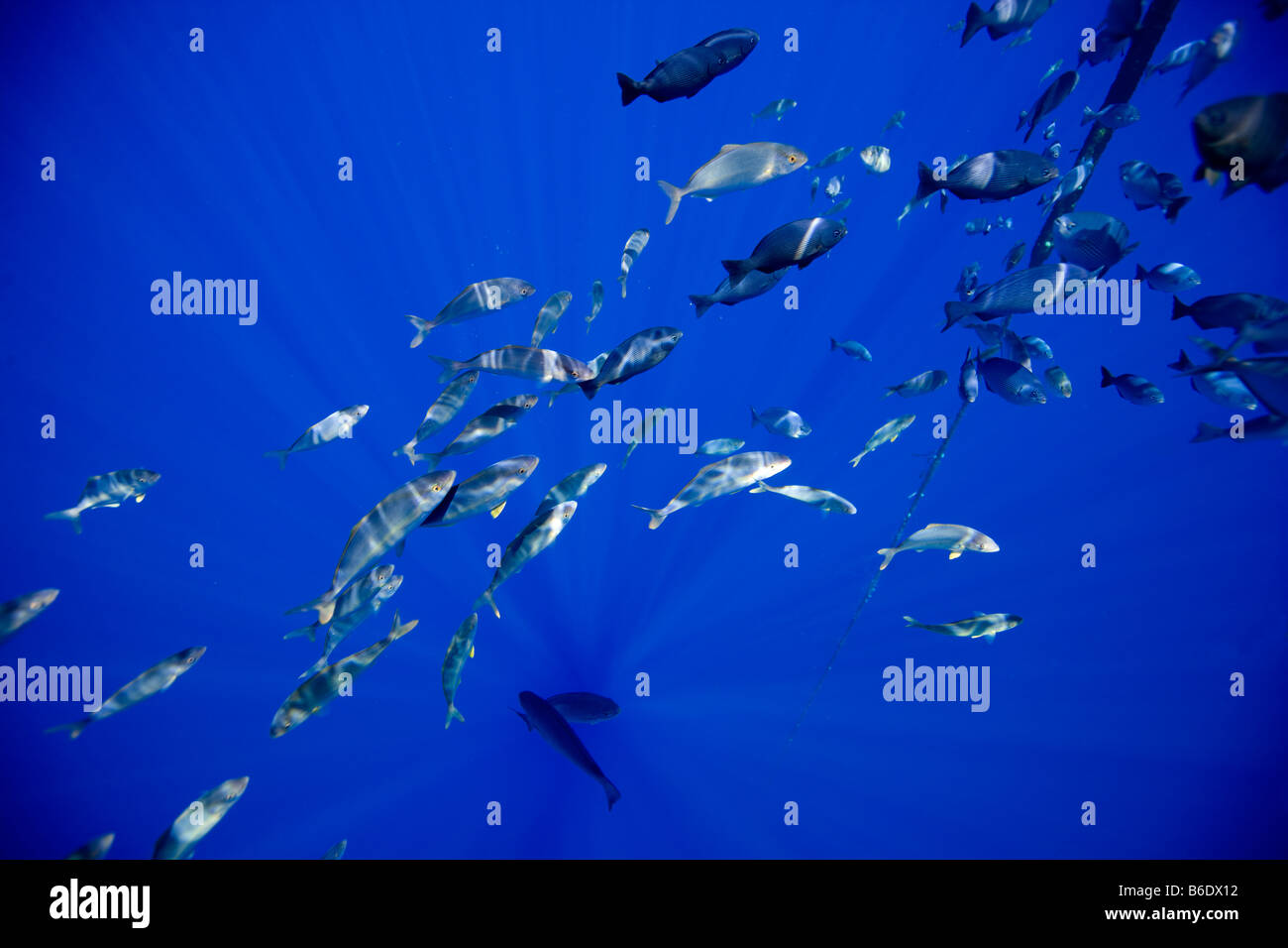 USA Hawaii Big Island Underwater view of tropical fish swimming around ...