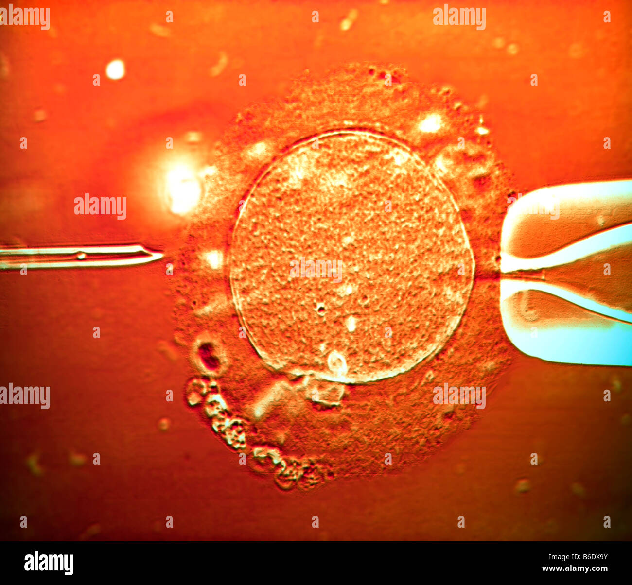 Real Human Egg Cell