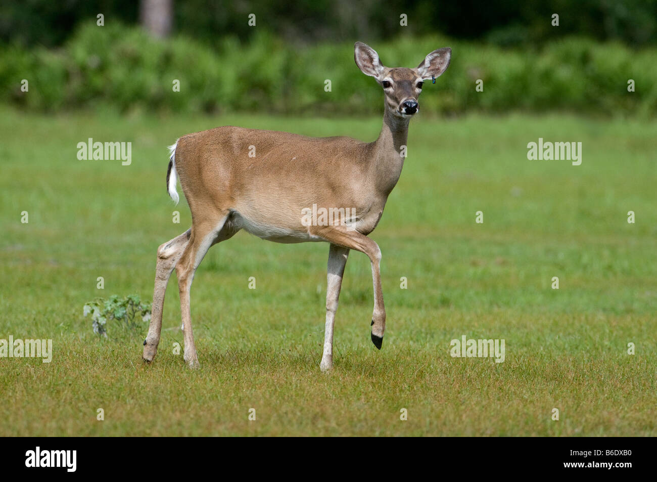 Florida deer white hi-res stock photography and images - Alamy