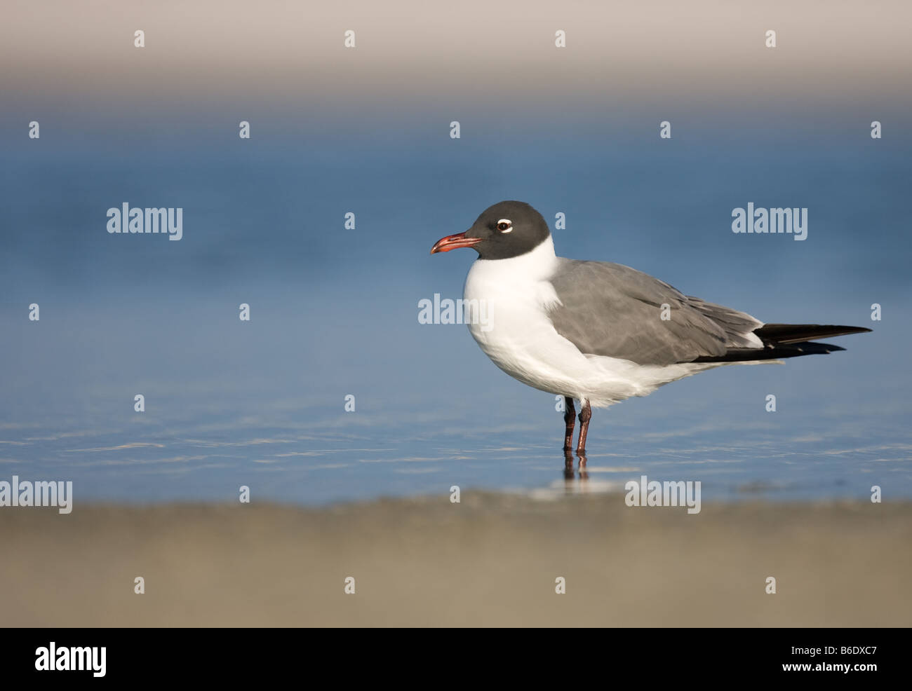 Laughing Gull in breeding plumage Stock Photo - Alamy