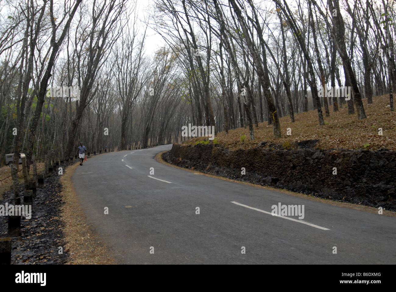 Kerala rubber plantations hi-res stock photography and images - Alamy