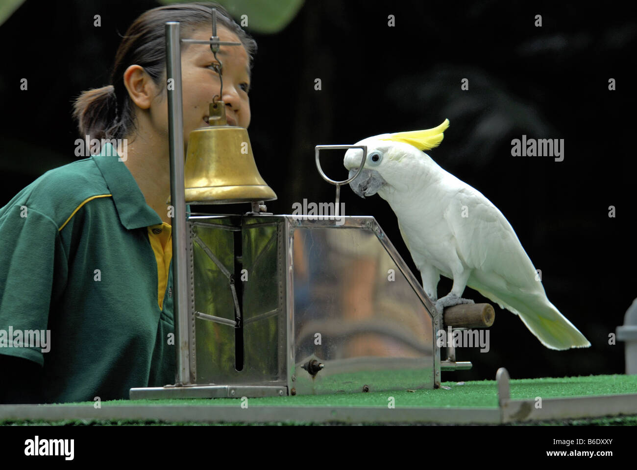 BIRD SHOW AT JURONG BIRD PARK IN SINGAPORE Stock Photo - Alamy