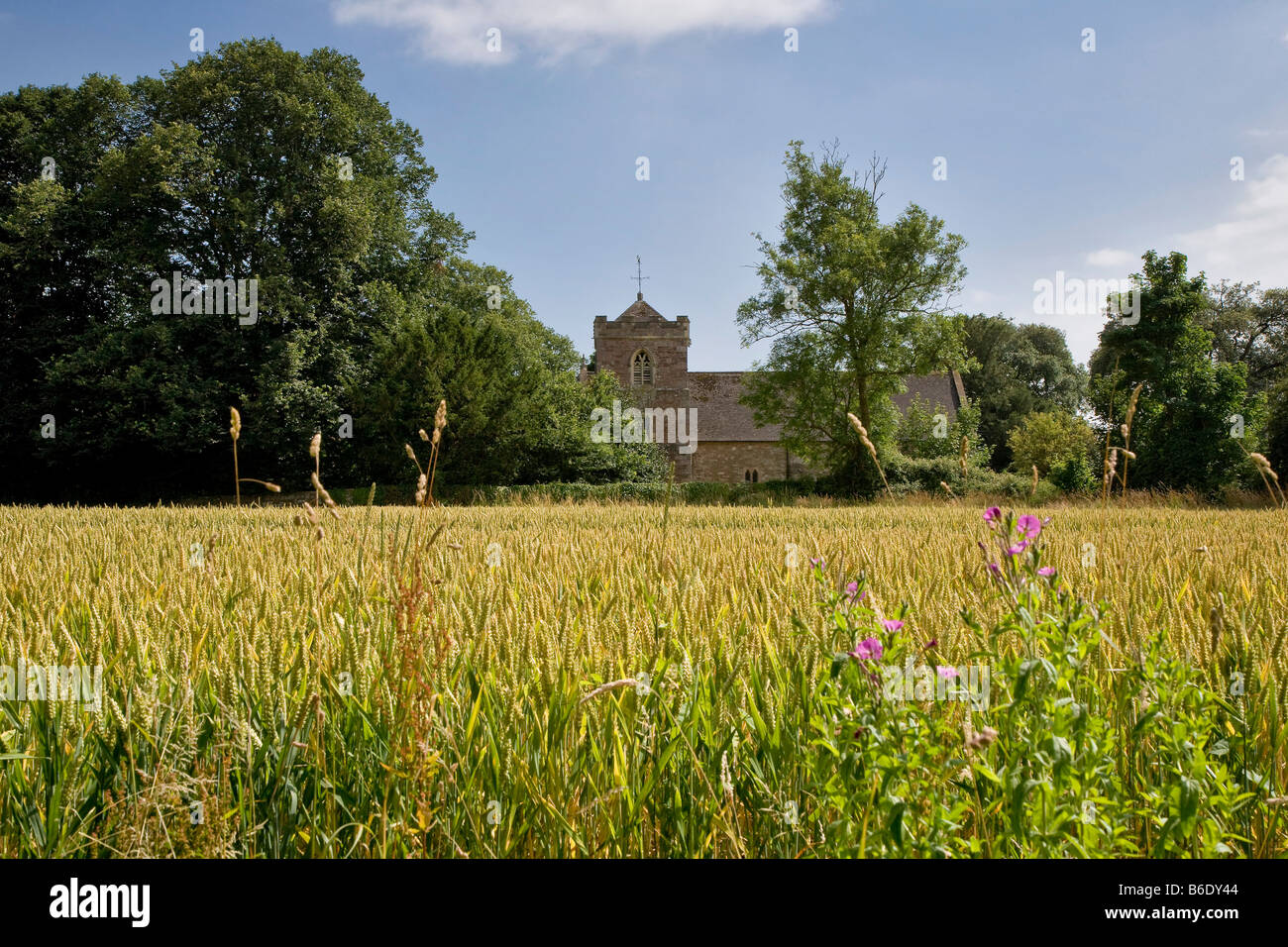 COUNTRY CHURCH AND WHEAT FIELD NR WOOLASTON GLOUCESTERSHIRE UK Stock ...