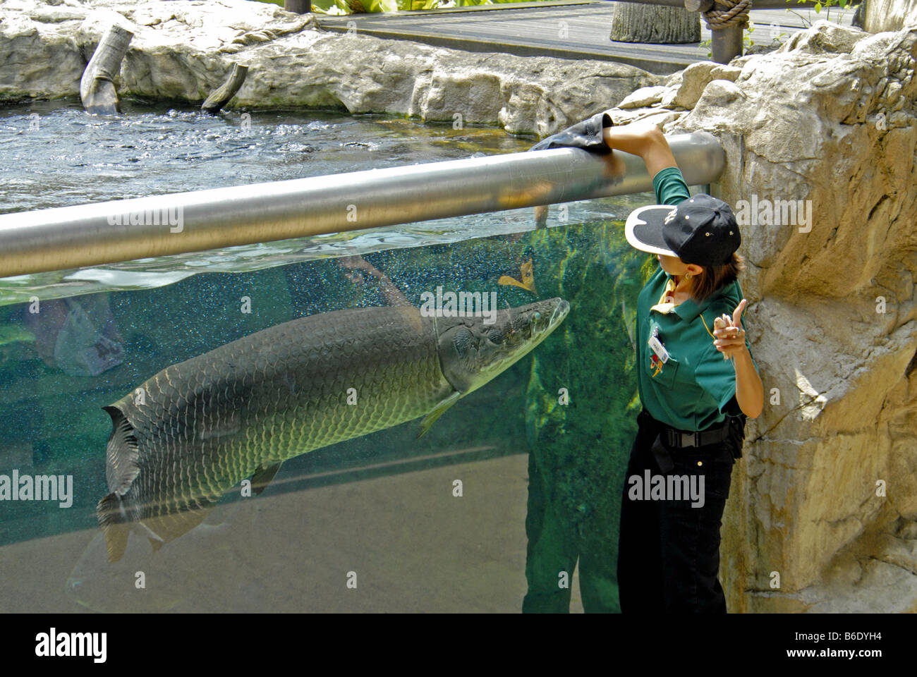 Arapaima hi-res stock photography and images - Alamy