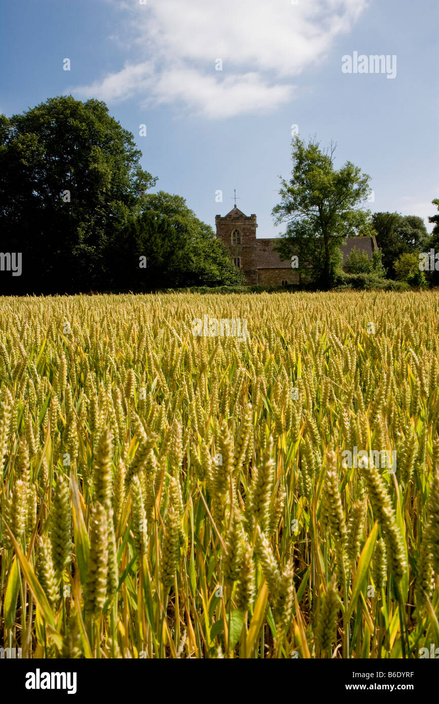 COUNTRY CHURCH AND WHEAT FIELD NR WOOLASTON GLOUCESTERSHIRE UK Stock ...
