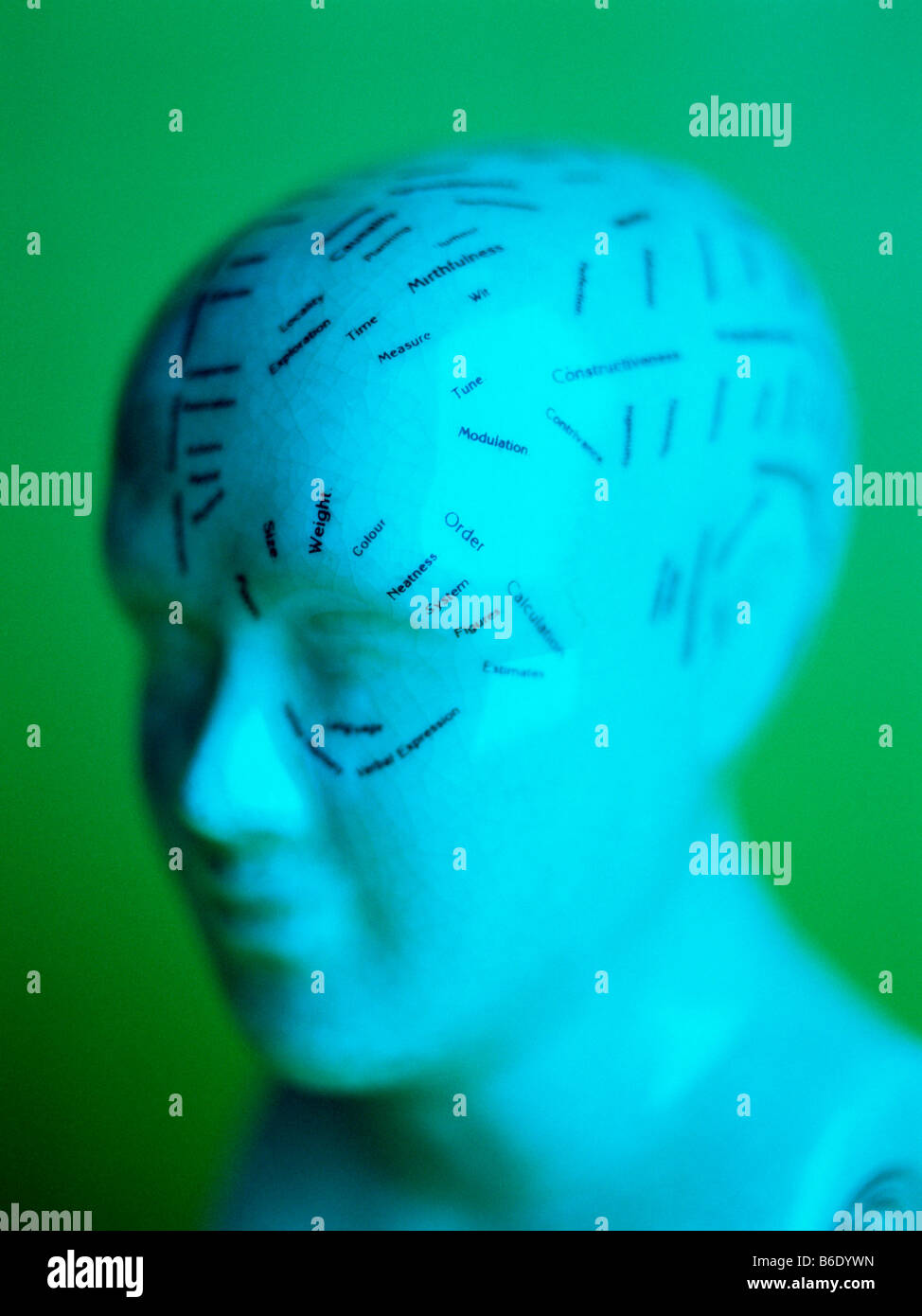 Skull scalp model fake head hi-res stock photography and images - Alamy