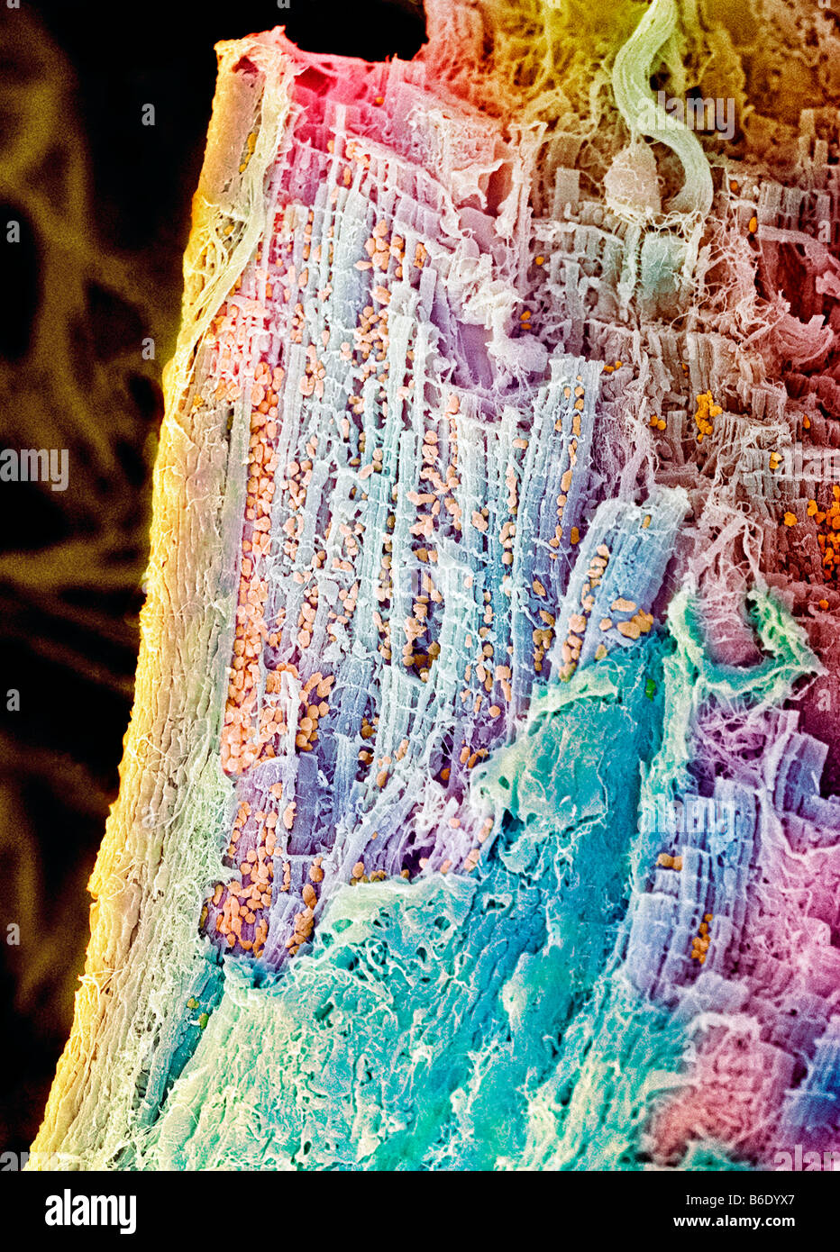 Cardiac muscle. Coloured scanning electron micrograph (SEM) of cardiac ...