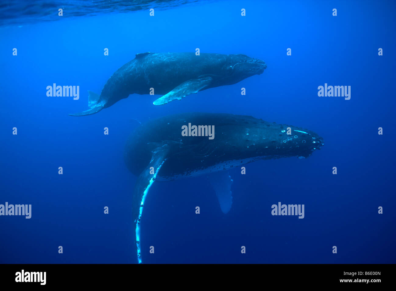 USA Hawaii Big Island Underwater view of Humpback Whale Cow and Calf ...