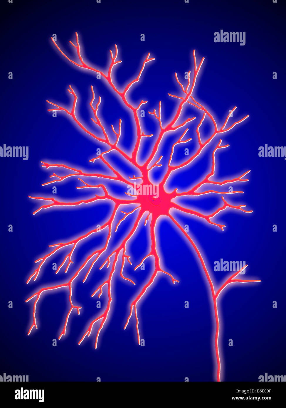 Multipolar nerve cell, Computer artwork of a nerve cell (neurone Stock ...