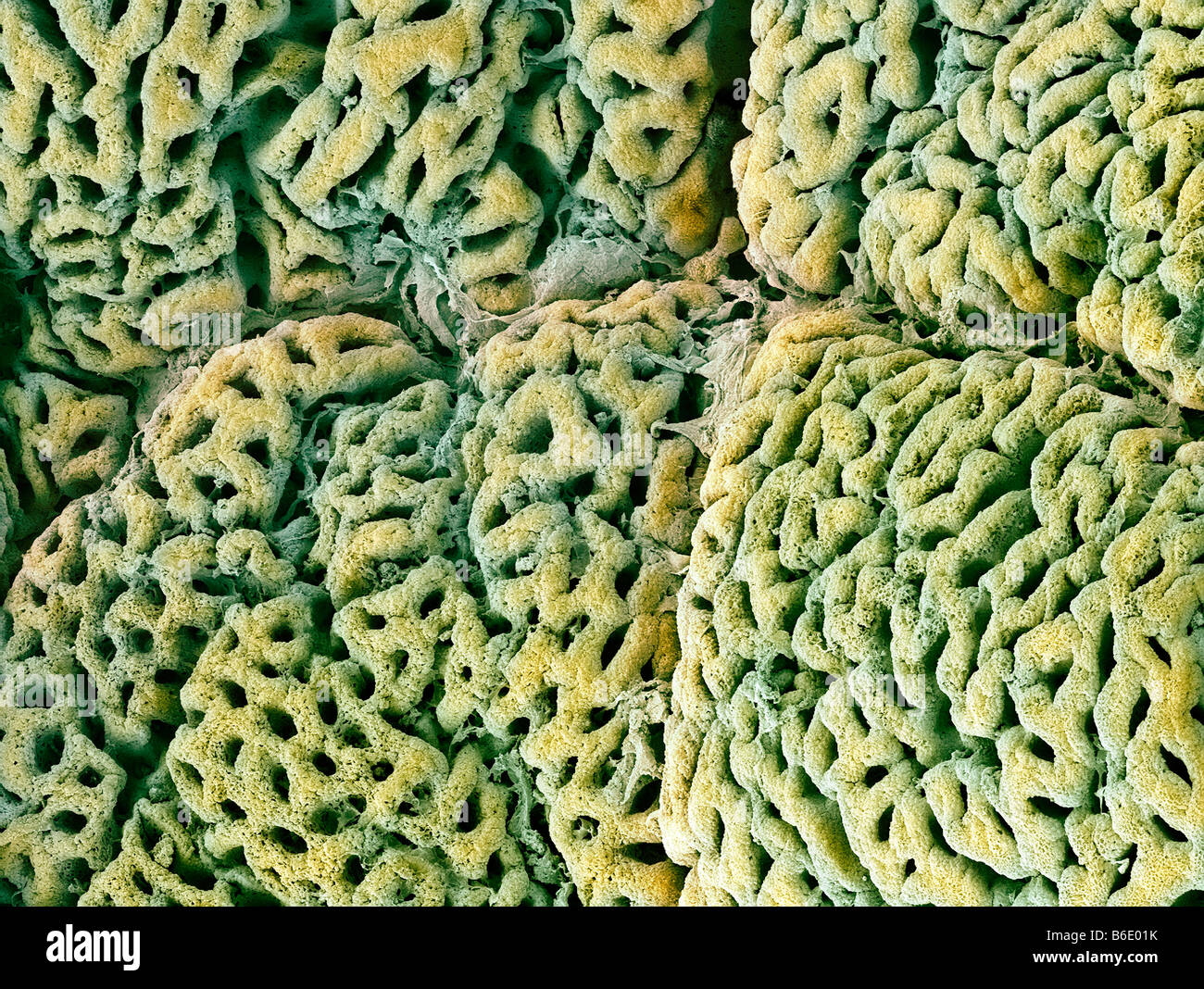 Stomach lining, Coloured scanning electron micrograph (SEM) of the ...