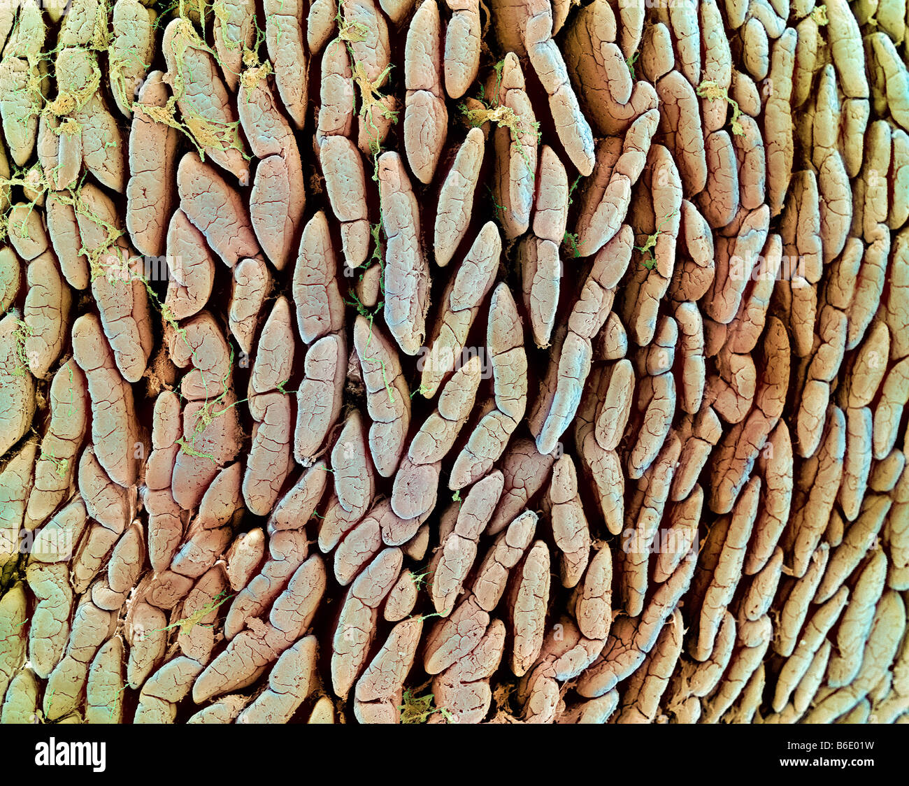 Villi small intestine micrograph hi-res stock photography and images ...